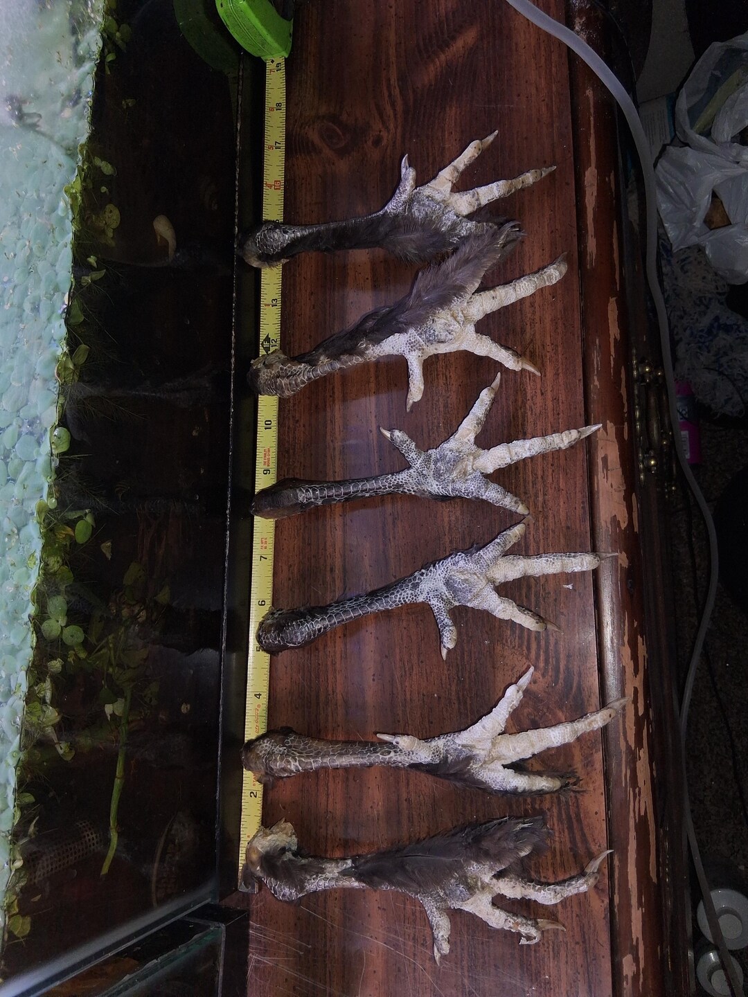 Mummified Rooster Feet, Glossed Toenails - Etsy