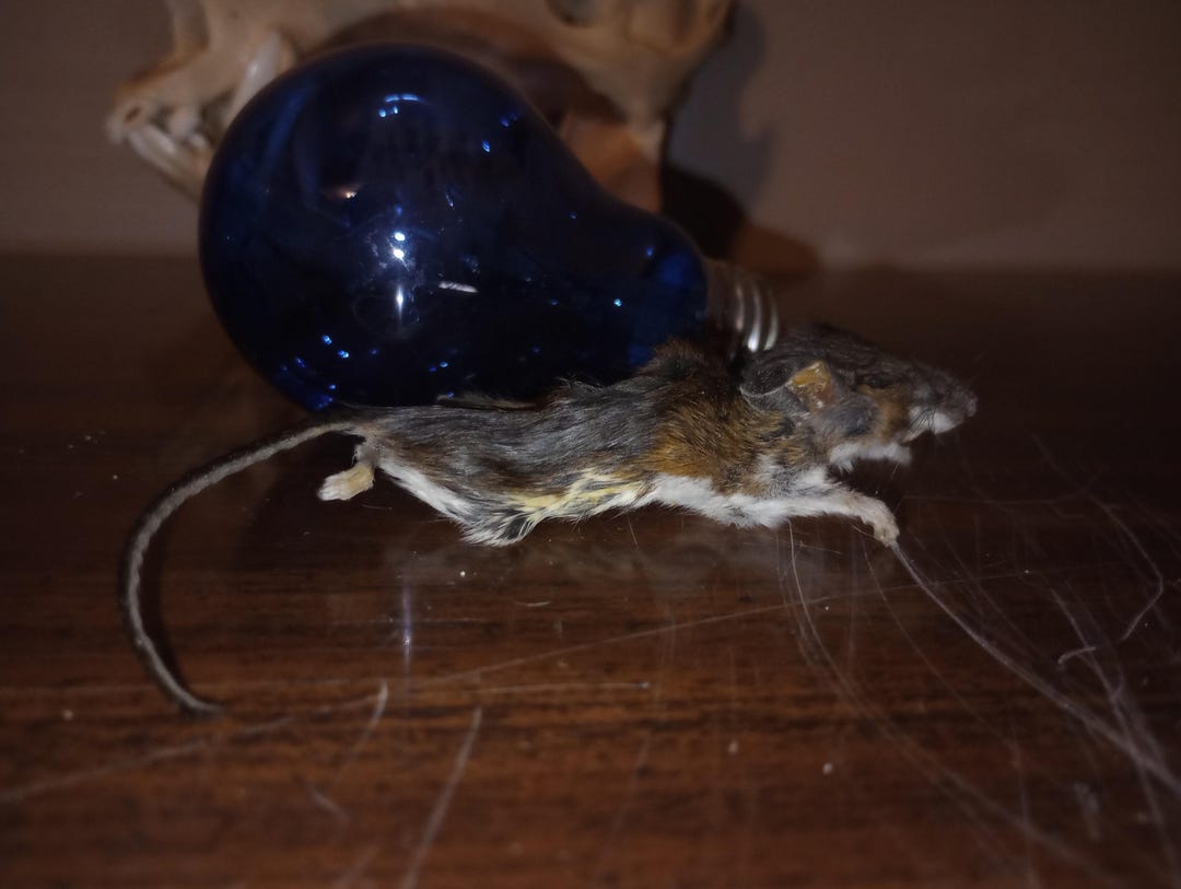 Mummified Mice - Etsy