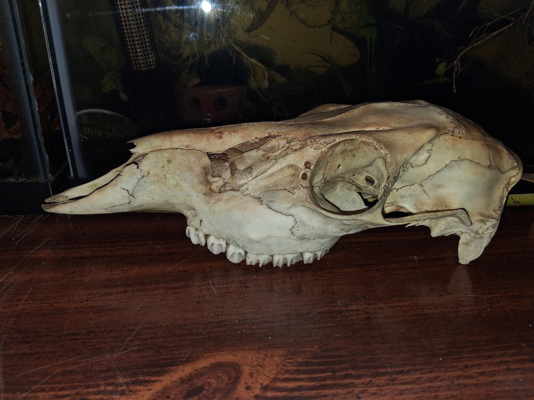 PATHOLOGICAL Large Doe / Deer Skull! - Etsy