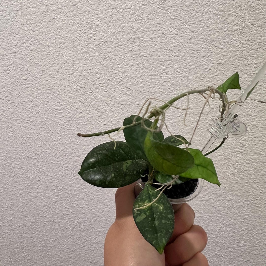 Hoya Crassipetiolata Splash - Etsy