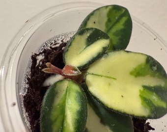 Hoya Mathilde Variegated - Fresh One Node Two Leaf Cutting - Unrooted ...