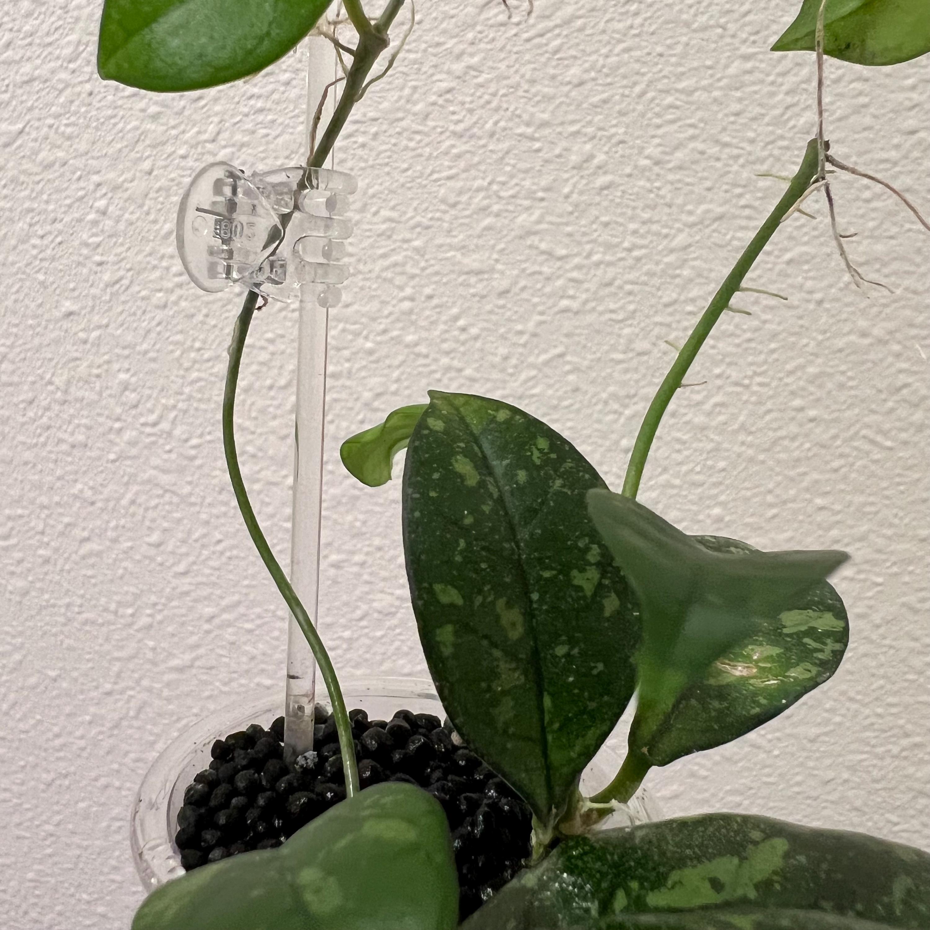 Hoya Crassipetiolata Splash - Etsy