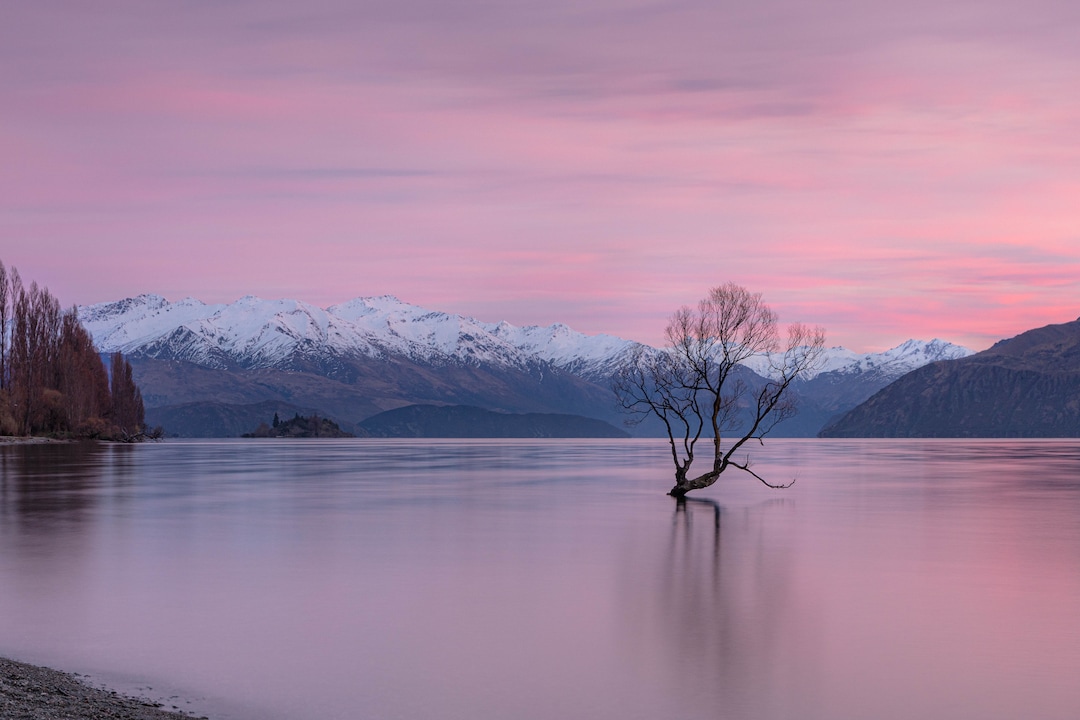 Wanaka Tree at Sunrise Canvas Print - Etsy