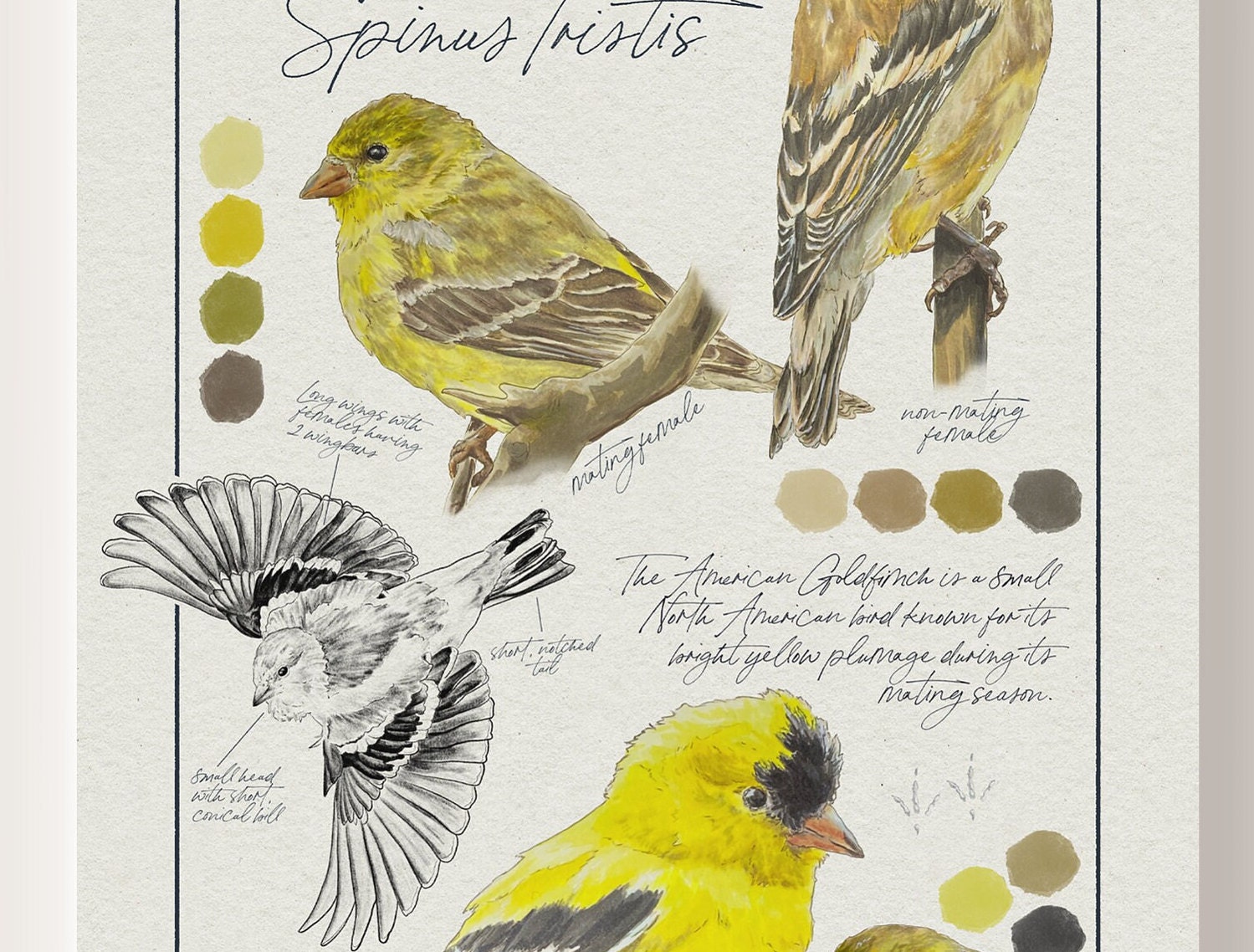 Goldfinch Art Print Bird Drawing American Goldfinch Illustration ...