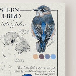 Bluebirds Art Printable Eastern Bluebird Print Nature Artwork Wildlife ...