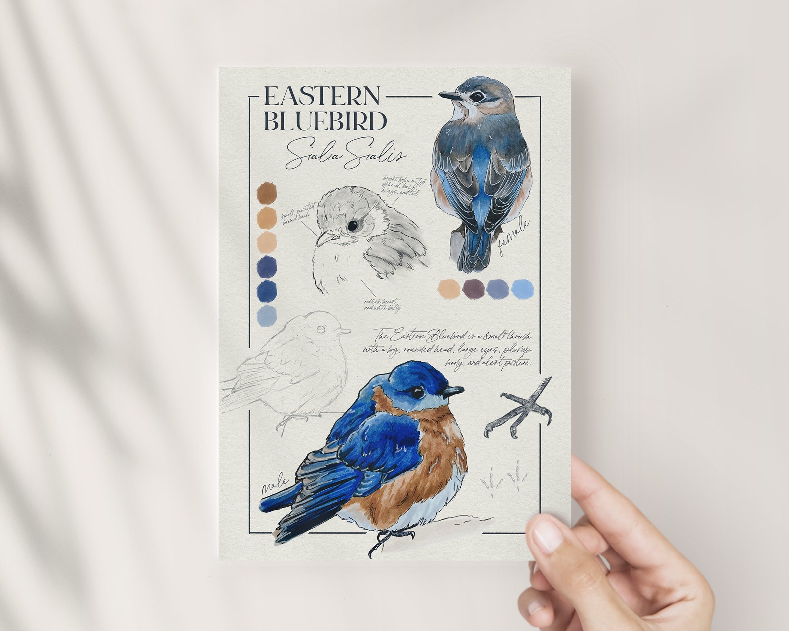 Bluebirds Art Printable Eastern Bluebird Print Nature Artwork Wildlife ...