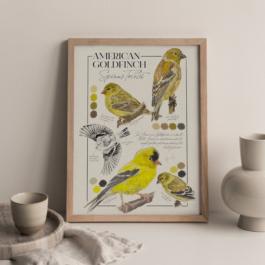 Goldfinch Art Print Bird Drawing American Goldfinch Illustration ...