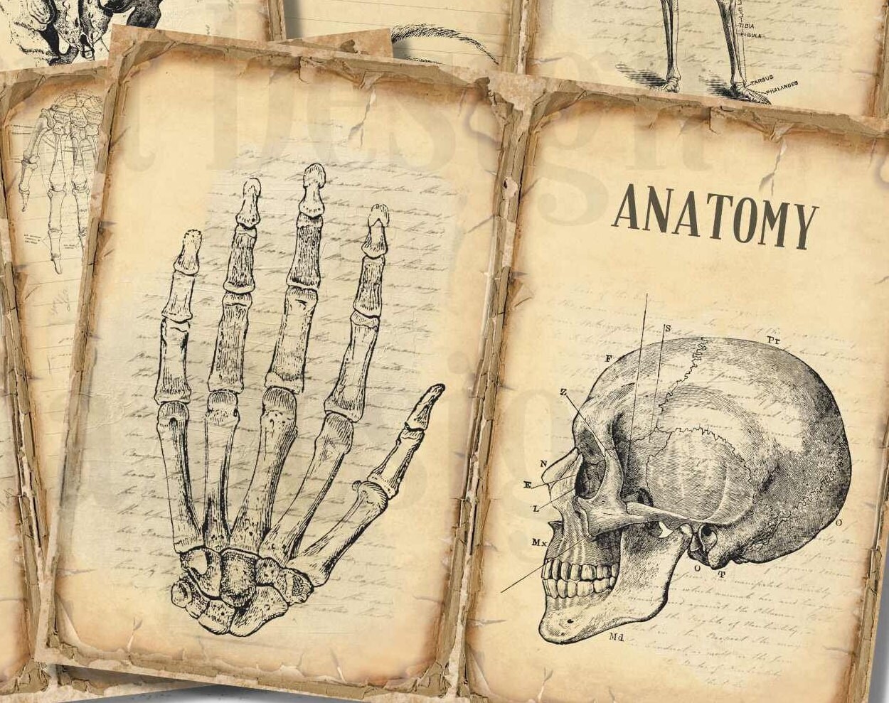 Gothic Junk Journal Kit, Human Anatomy Printable, Vintage Ephemera ...