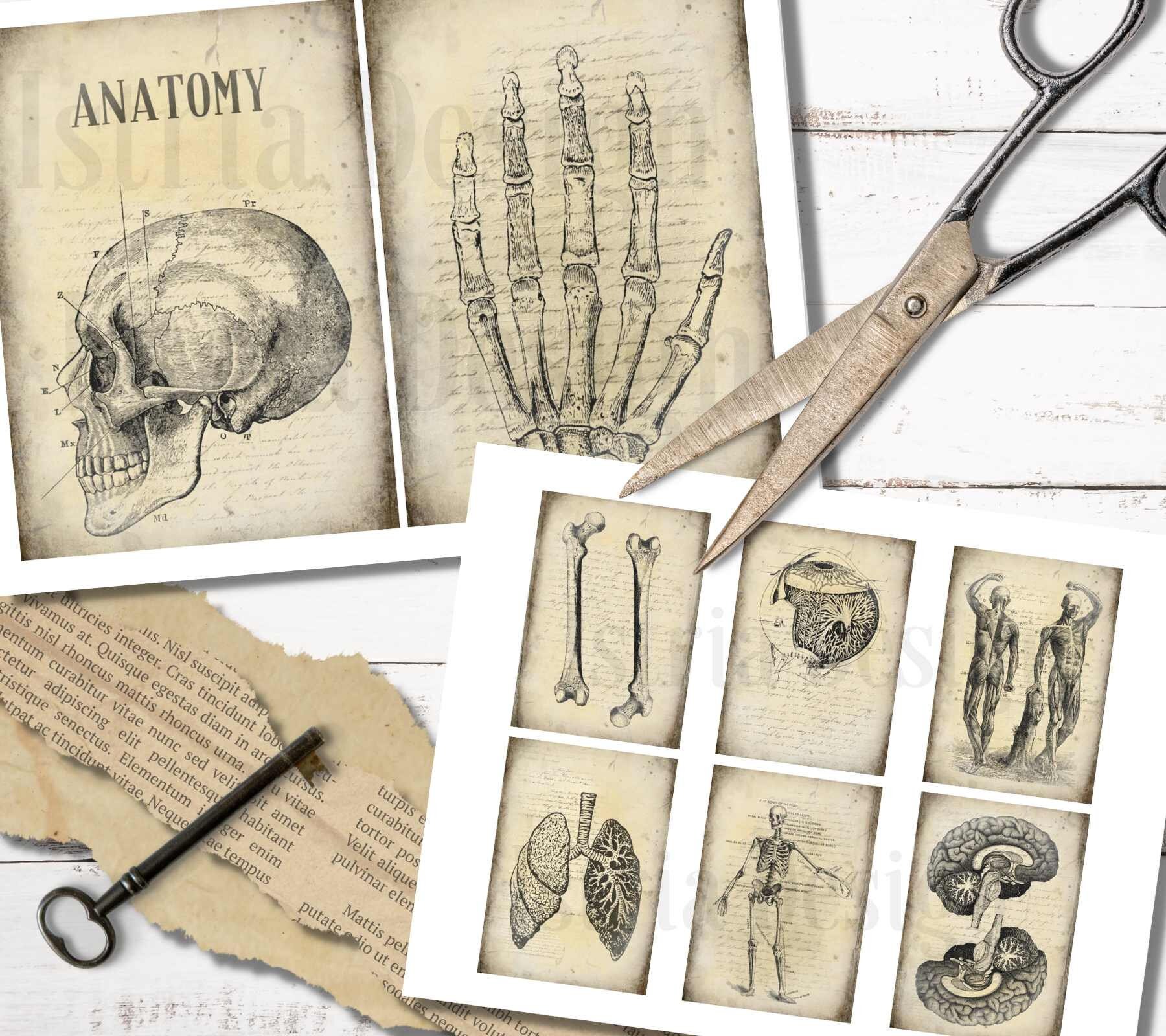 Vintage Anatomy Journaling Cards, Antique Ephemera, Printable ATC Cards ...