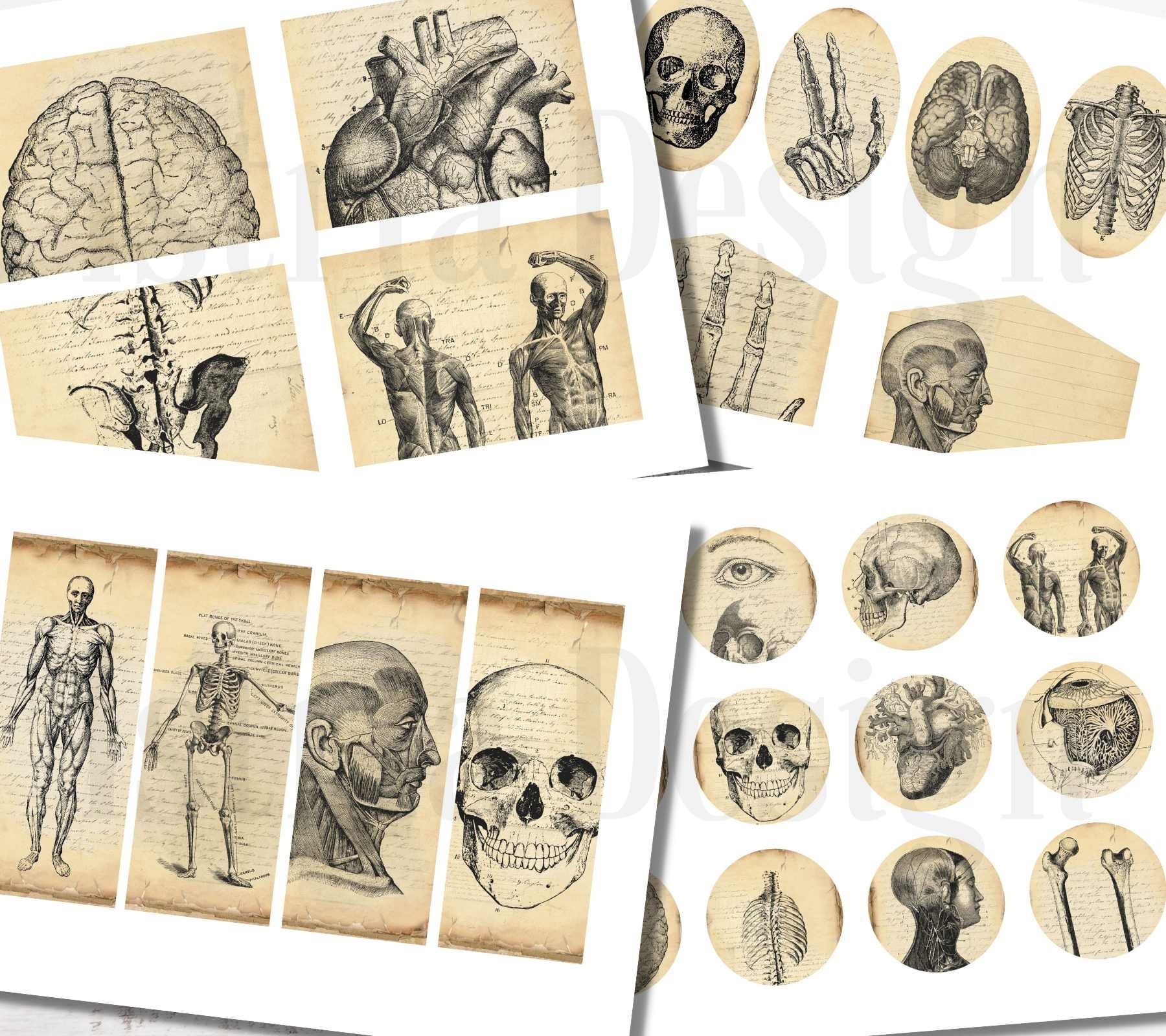 Gothic Junk Journal Kit, Human Anatomy Printable, Vintage Ephemera ...