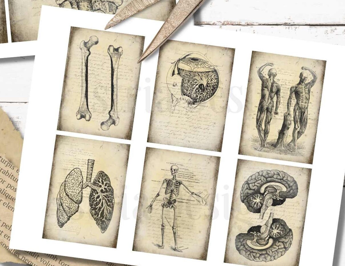 Vintage Anatomy Journaling Cards, Antique Ephemera, Printable ATC Cards ...