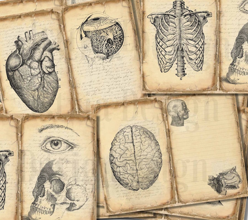 Gothic Junk Journal Kit, Human Anatomy Printable, Vintage Ephemera ...