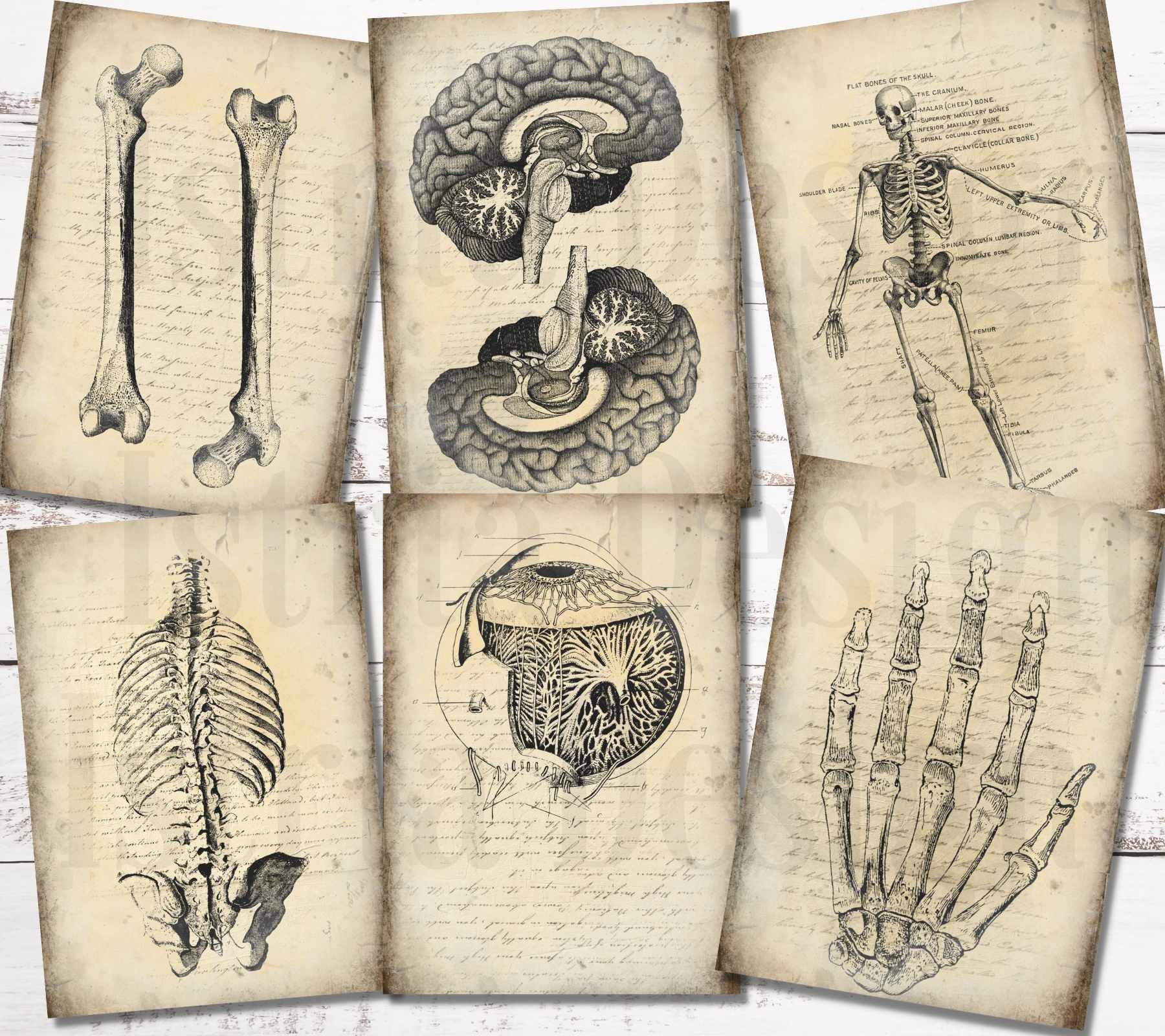 Vintage Anatomy Journaling Cards, Antique Ephemera, Printable ATC Cards ...