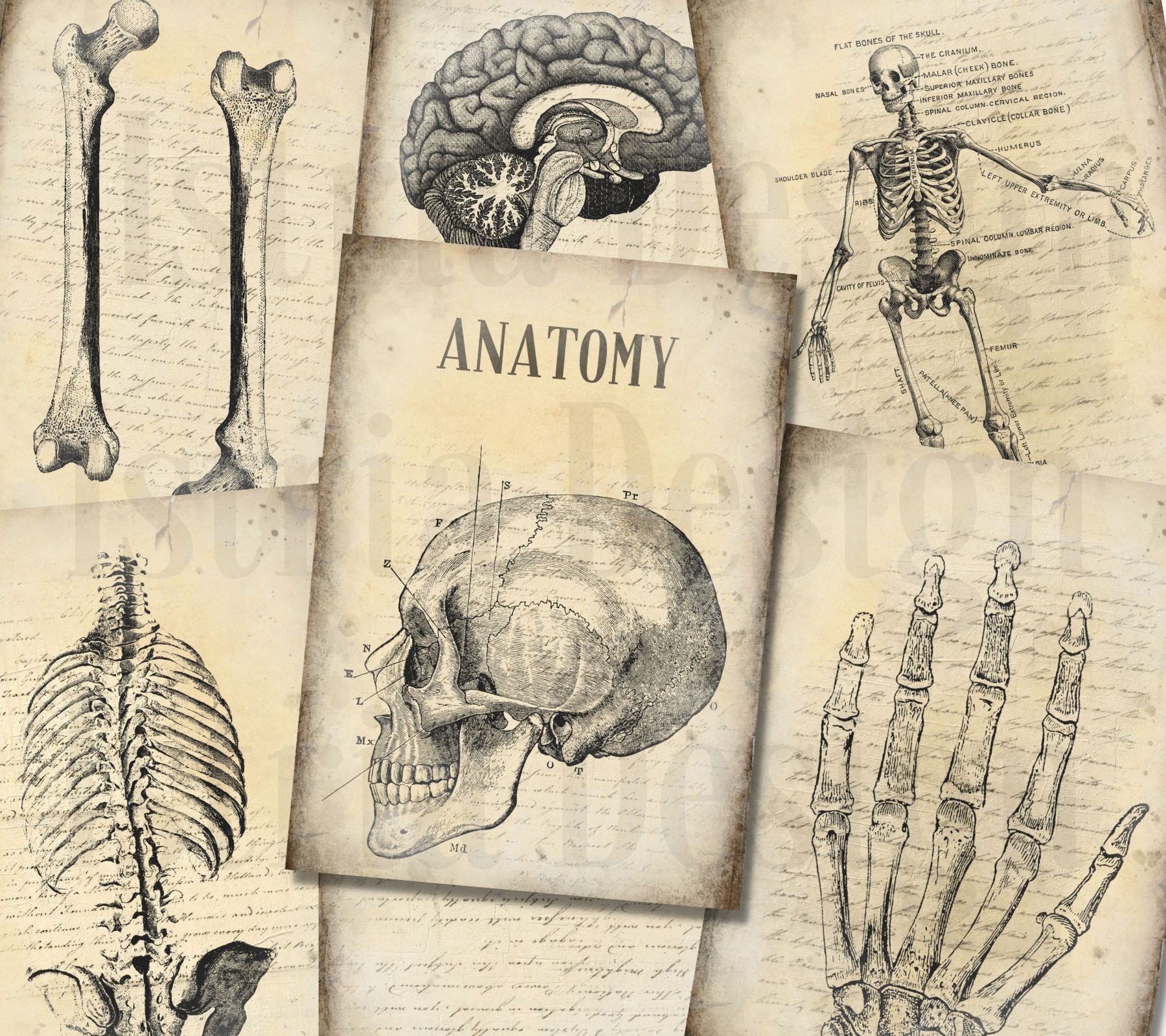 Vintage Anatomy Journaling Cards, Antique Ephemera, Printable ATC Cards ...