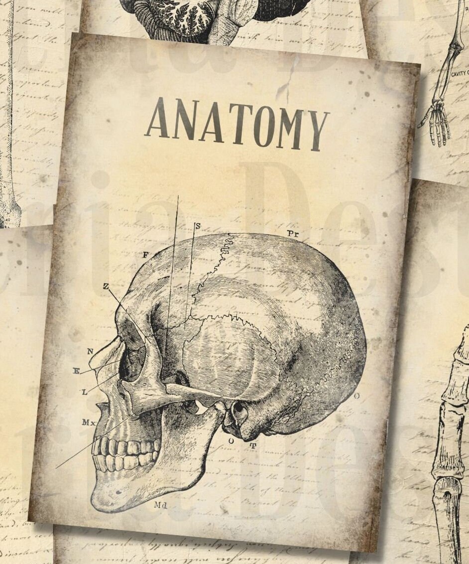 Vintage Anatomy Journaling Cards, Antique Ephemera, Printable ATC Cards ...