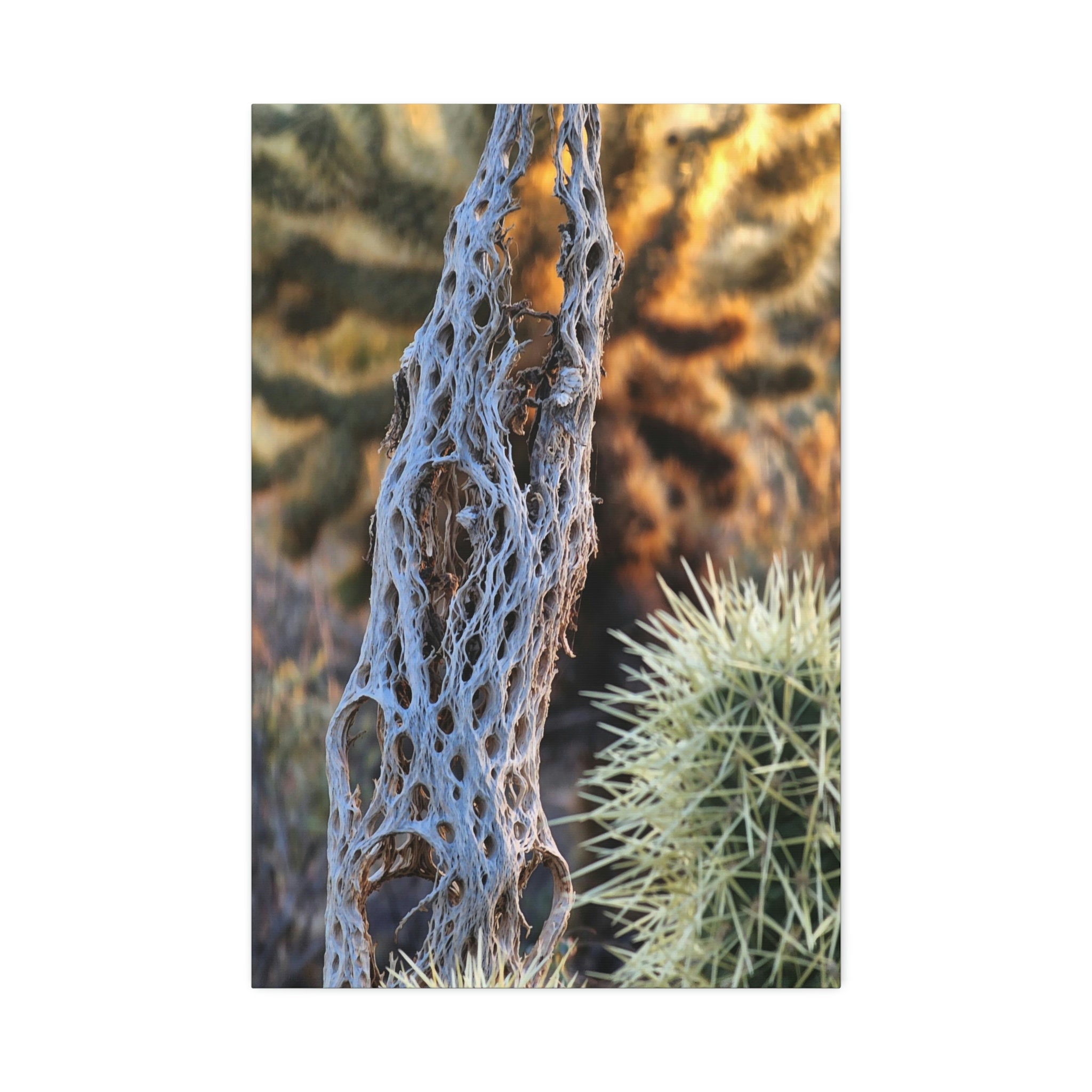 Cholla Cactus Skeleton