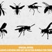 Wasp SVG, Svg Files for Cricut, Wasp Silhouette, Insect SVG, Insect ...