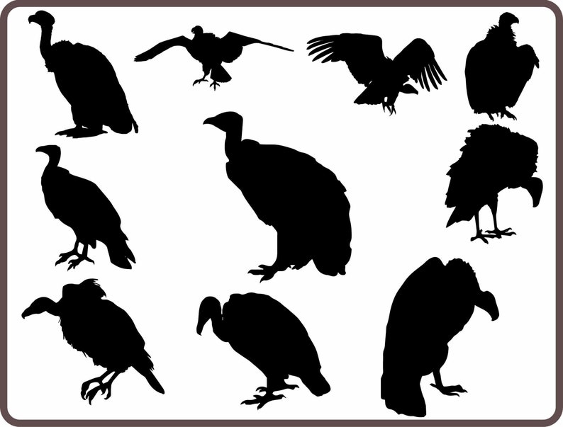 Vulture Svg Bundle Svg Files for Cricut Animal Svg Birds of - Etsy