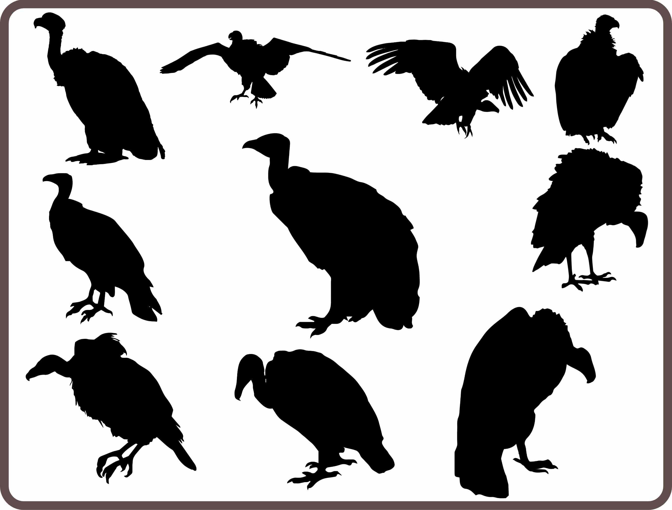 Vulture Svg Bundle Svg Files for Cricut Animal Svg Birds of - Etsy ...