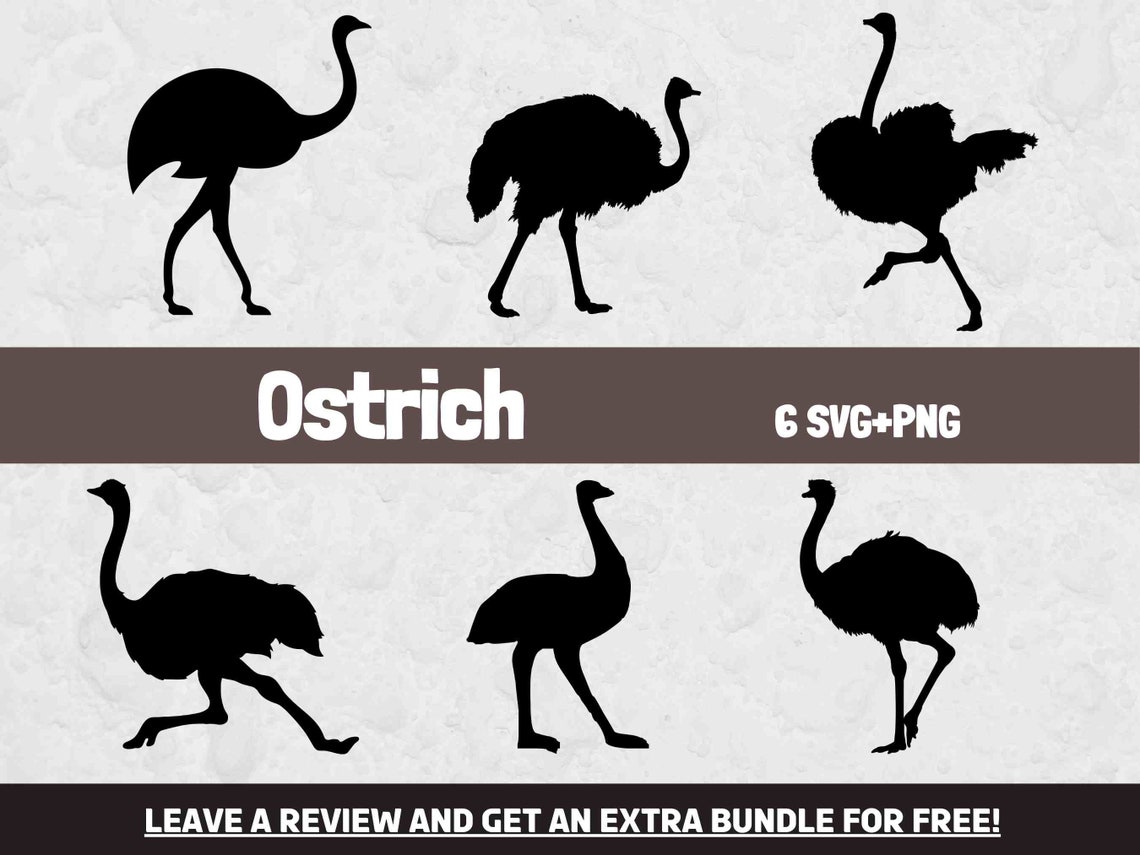 Ostrich Svg Svg Files for Cricut Zoo Svg Nature Svg Bird - Etsy