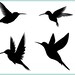 Hummingbird Svg Bundle, Svg Files for Cricut, Tropical Bird Svg ...
