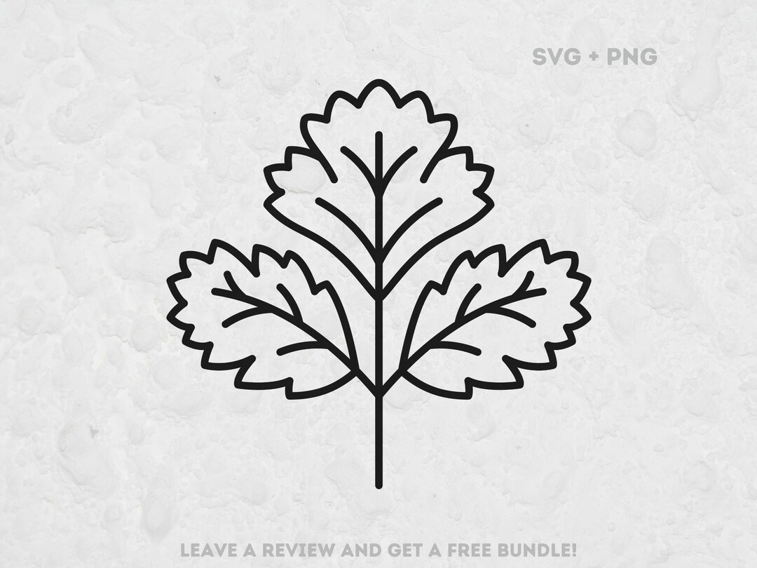 Cilantro SVG File, SVG Files for Cricut, Plant Svg, Herb SVG, Coriander ...