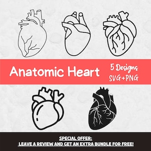 Anatomic Heart Svg, Svg Files for Cricut, Heart SVG, Medicine Clipart ...