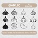 Garlic SVG Bundle, SVG Files for Cricut, Garlic Clipart, Garlic Png ...