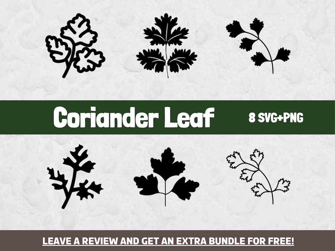 Coriander SVG Bundle, SVG Files for Cricut, Plant Svg, Herb SVG ...