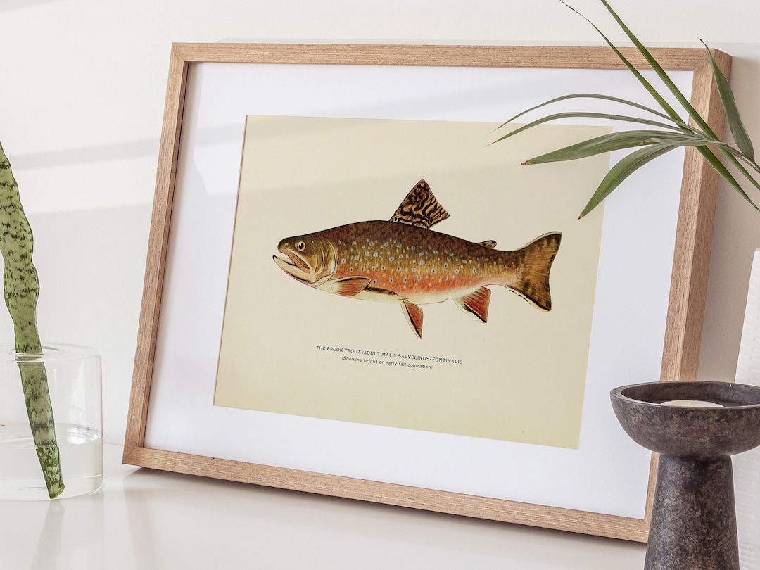 Vintage Trout Print | Fly Fishing Art | Trout Poster | Brook Trout ...
