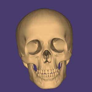 Skull 3d Stl File - Etsy