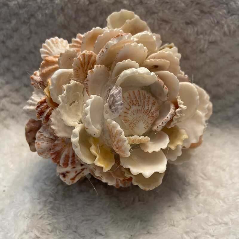 Cats Paw Shell - Etsy