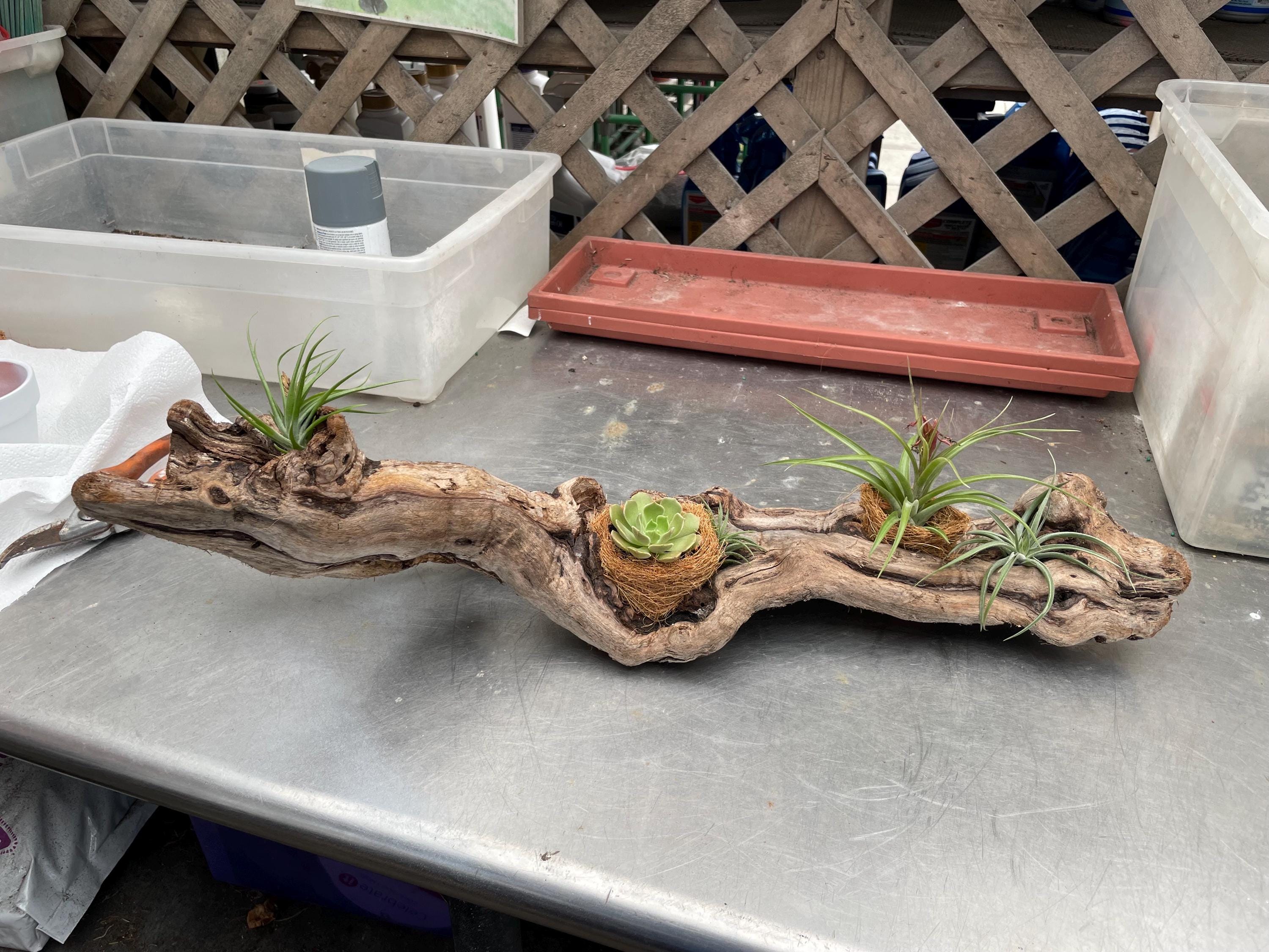 Driftwood Arrangements - Etsy