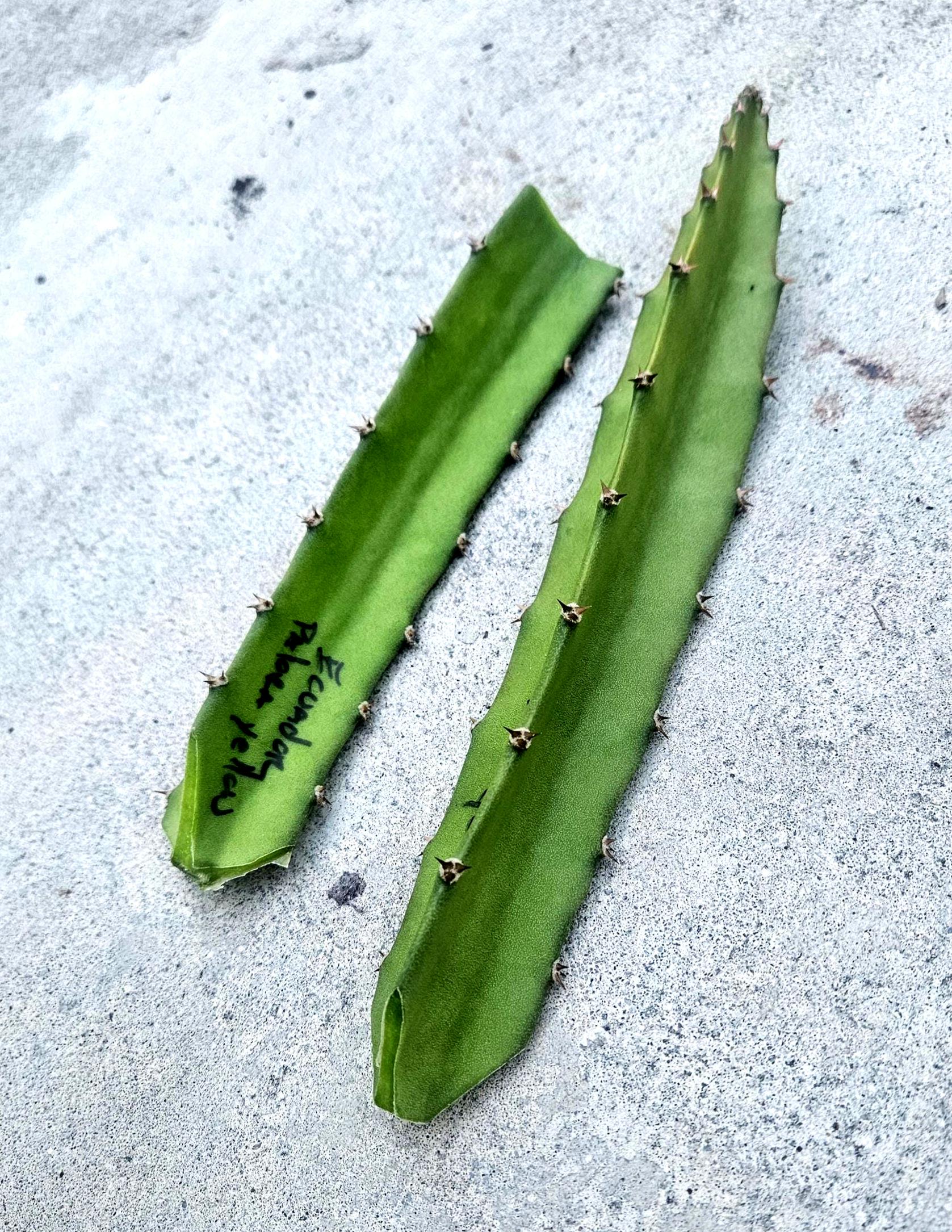 Yellow Palora Dragon Fruit Cuttings - Etsy