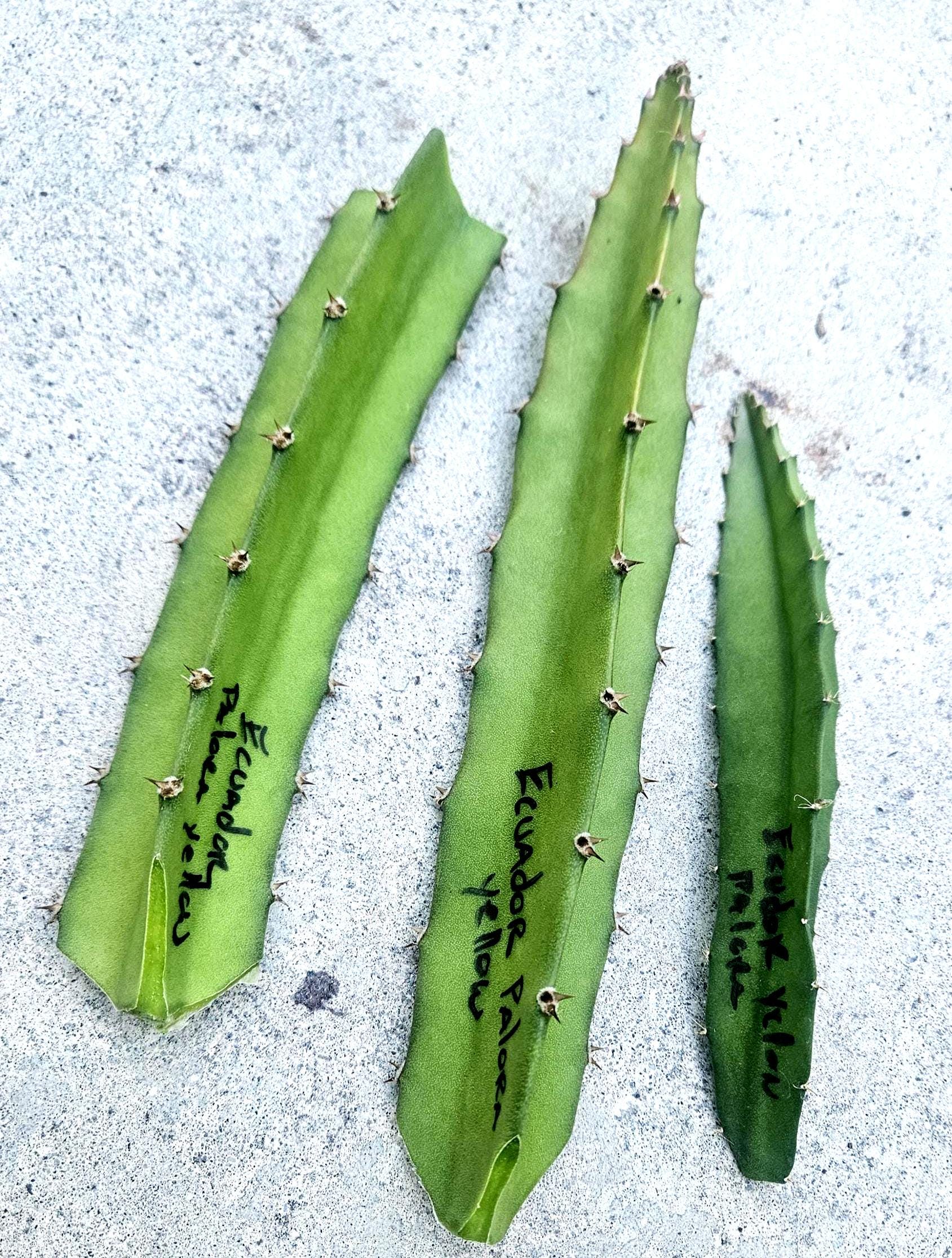 Yellow Palora Dragon Fruit Cuttings - Etsy