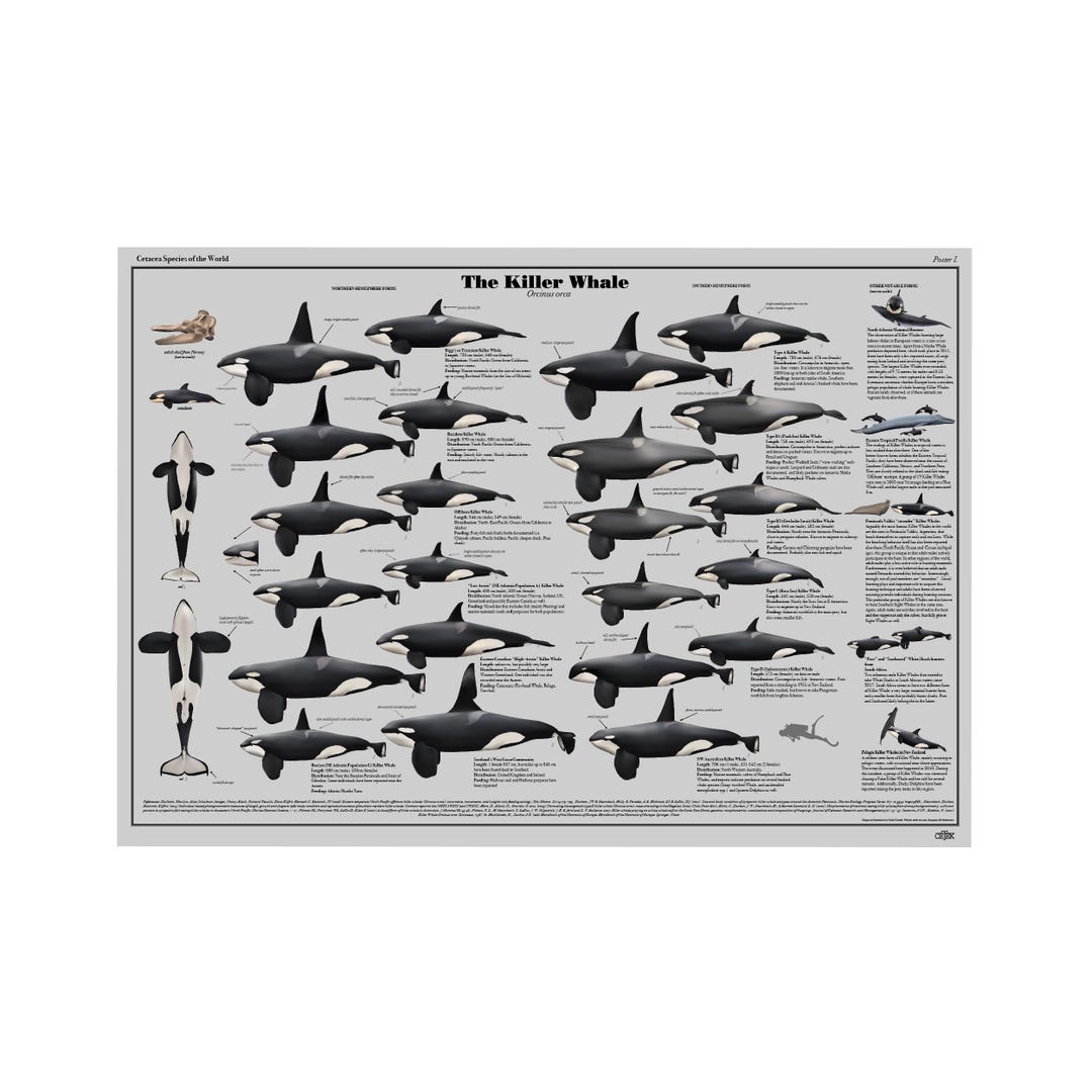 Killer Whale (orcinus Orca) Ecotypes of the World Digital Download File ...