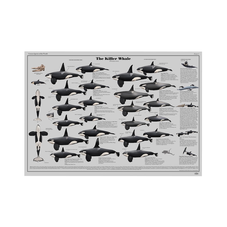 Killer Whale (orcinus Orca) Ecotypes of the World Digital Download File ...