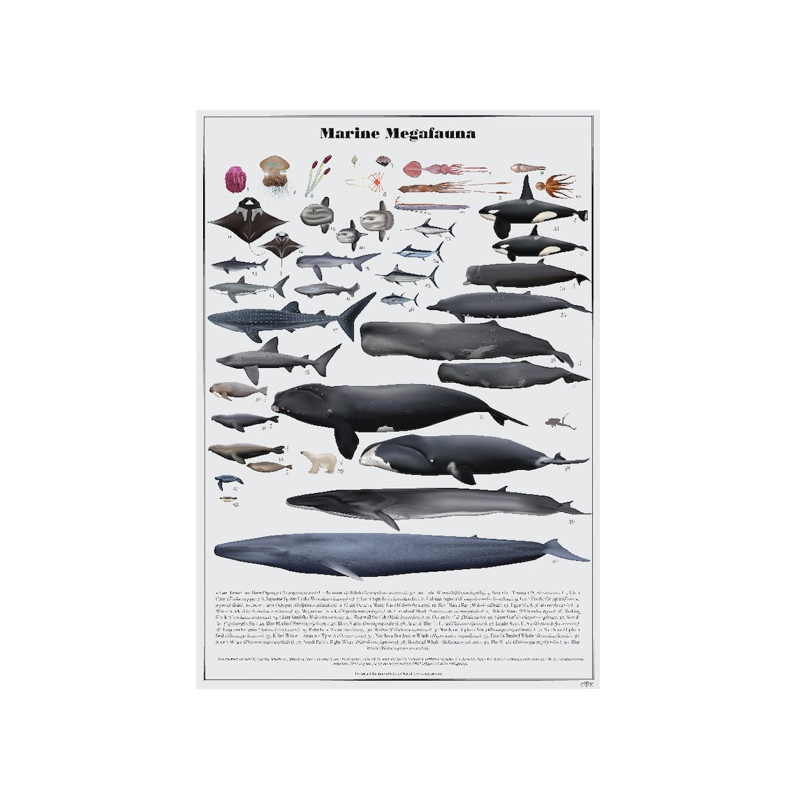 Marine Megafauna Digital Download Poster - Etsy