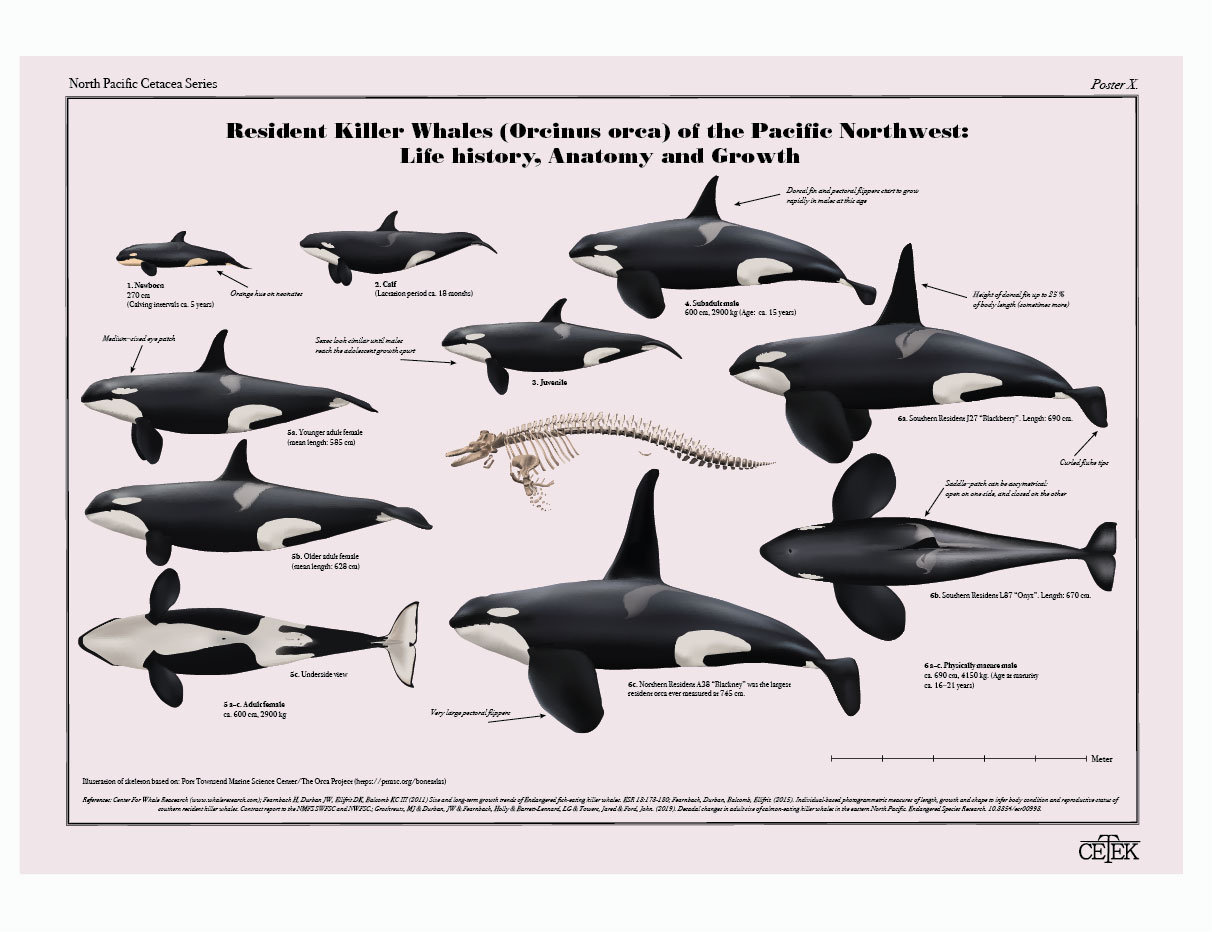 Orca Whale Anatomy Killer Whale Reproduction