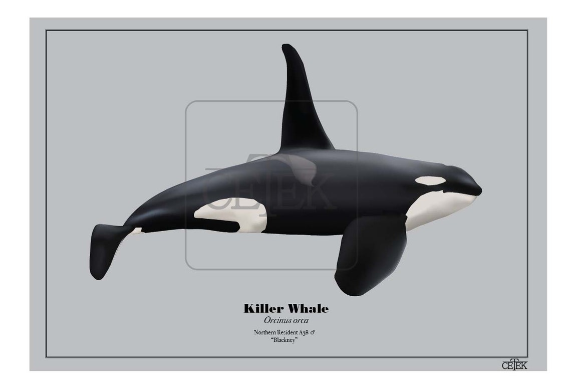 Blackney Northern Resident Killer Whale Poster - Etsy