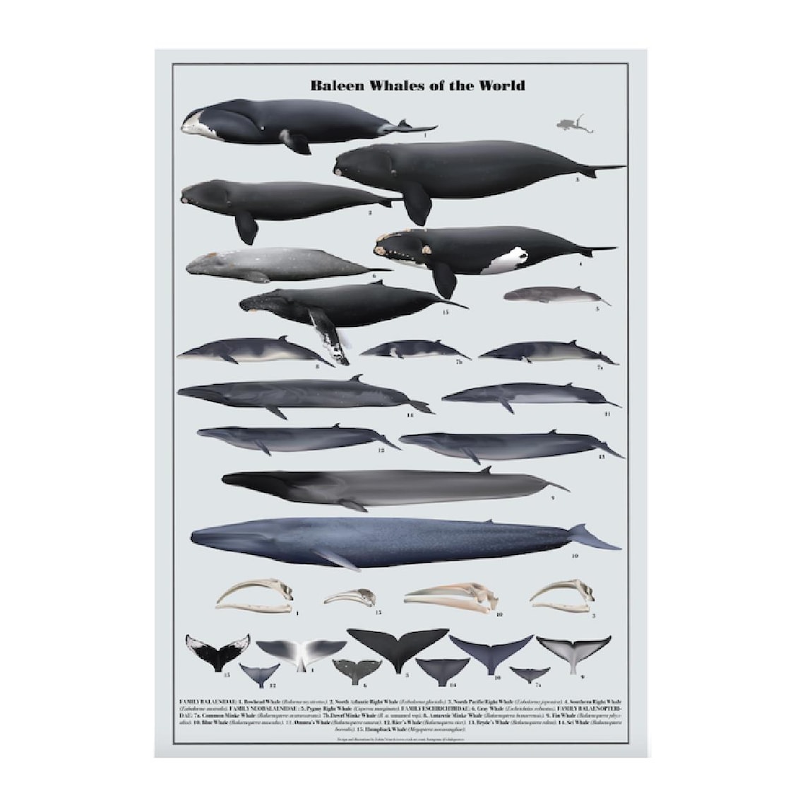 Baleen Whales of the World Poster - Etsy