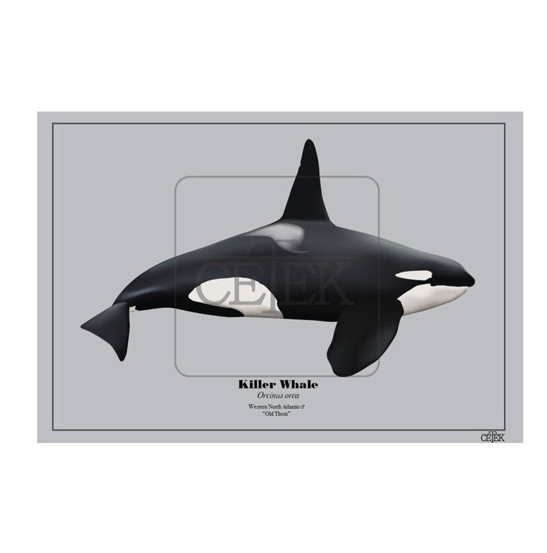 Old Thom Western North Atlantic Orca Art Print - Etsy