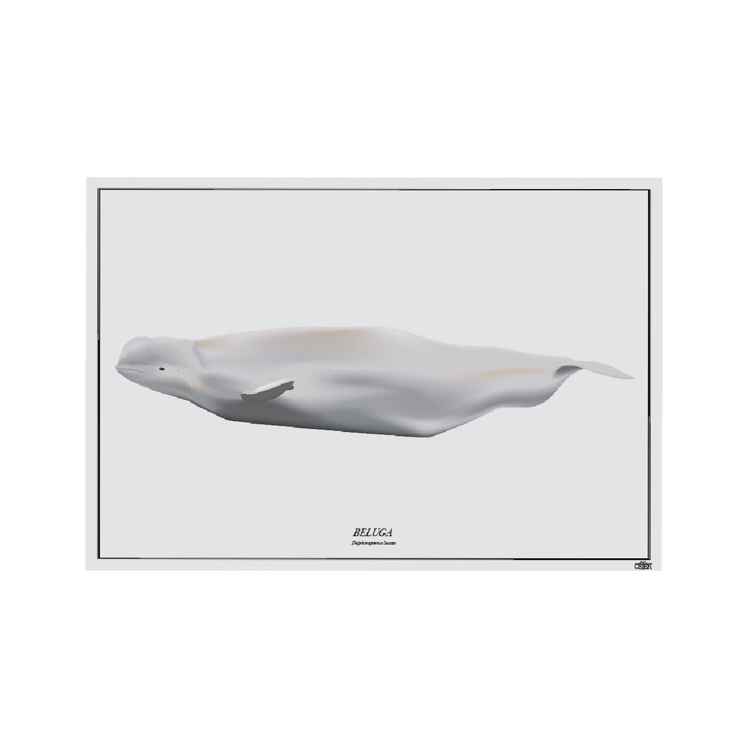 Beluga Art Print Poster - Etsy