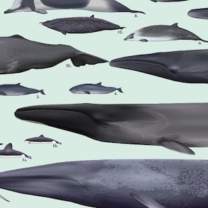 Whales and Dolphins of Australia - Etsy