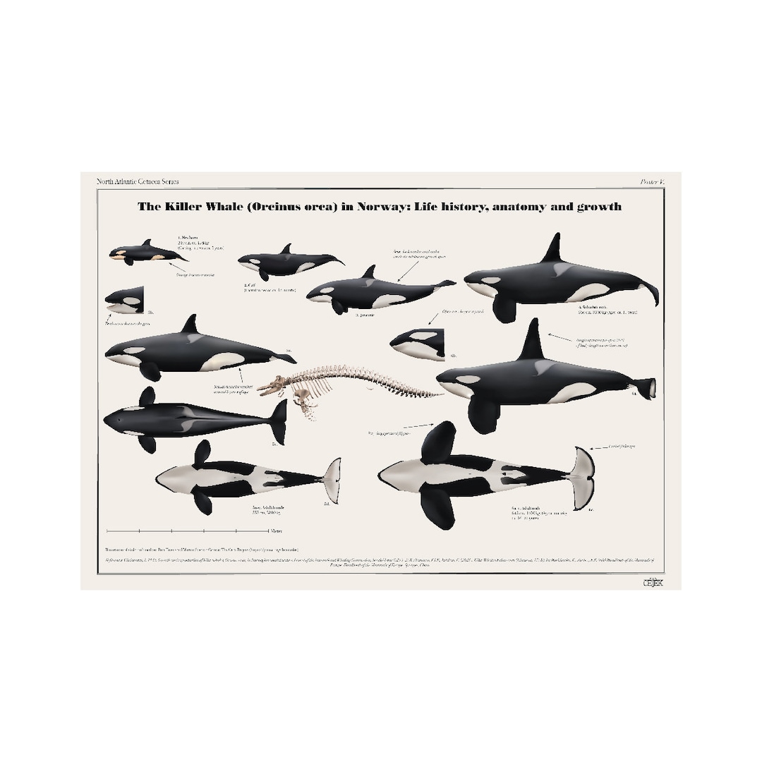 The Killer Whale (orcinus Orca) in Norway: Life History, Anatomy and ...