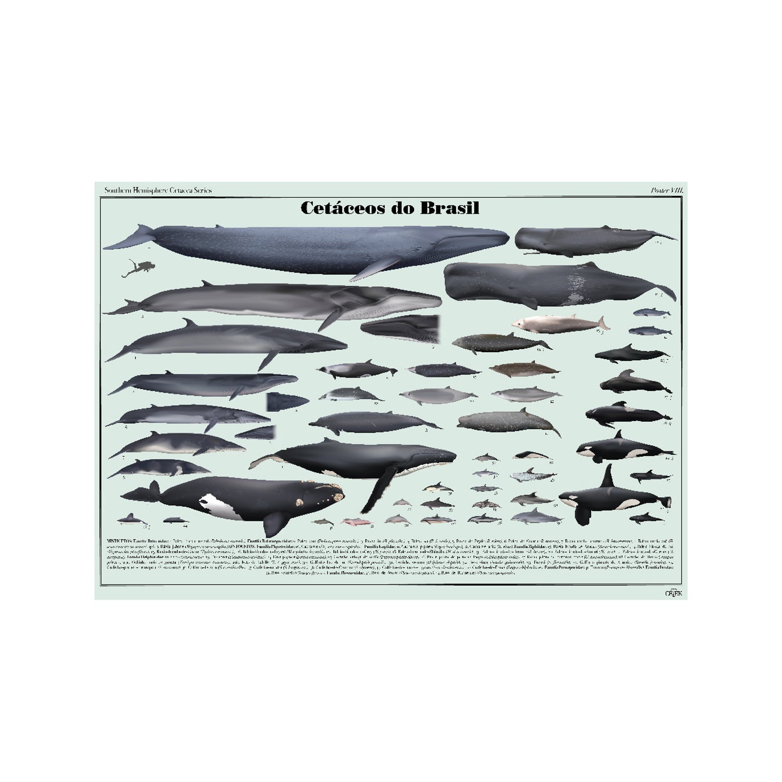 Cetáceos Do Brasil (cetacea of Brazil) Art Print Poster - Etsy