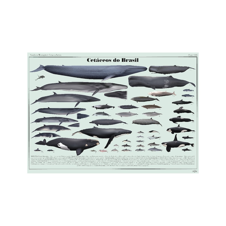Cetáceos Do Brasil (cetacea of Brazil) Art Print Poster - Etsy