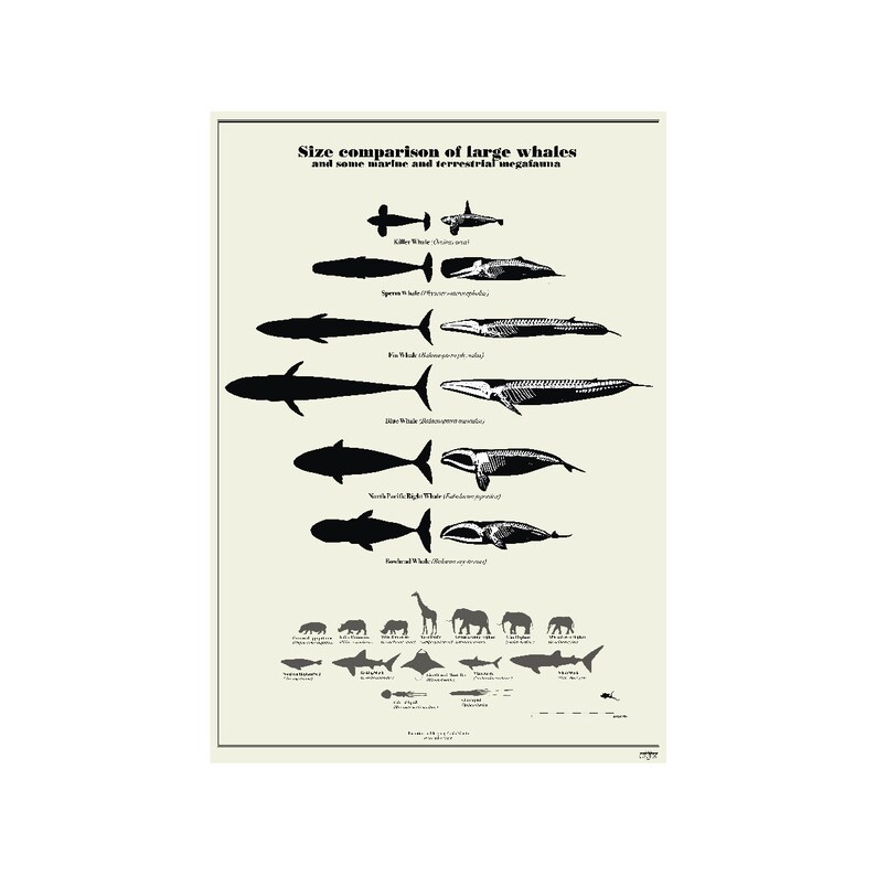 Size Comparison of Large Whales Art Print Poster - Etsy