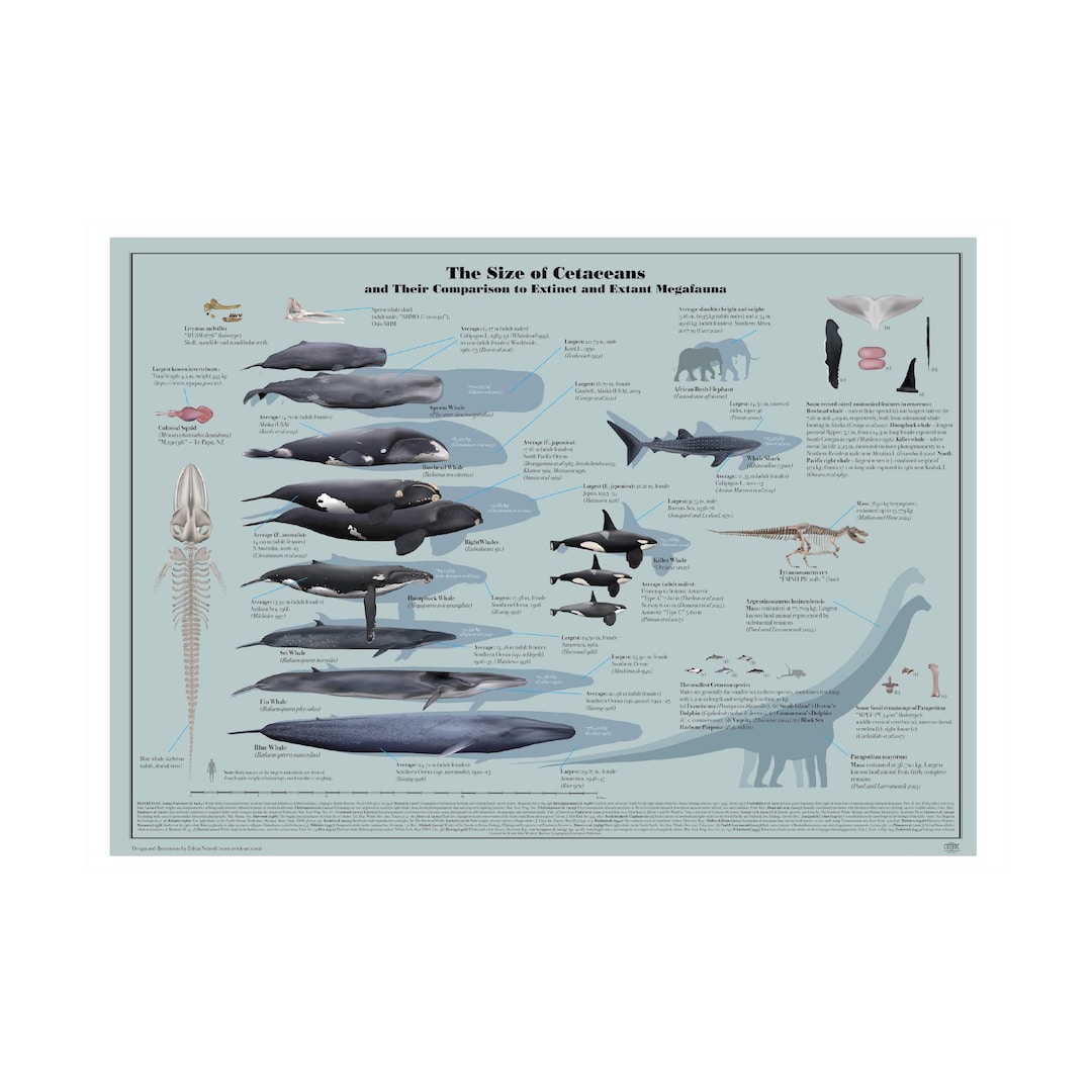 The Size of Cetaceans and Their Comparison to Extinct and Extant ...