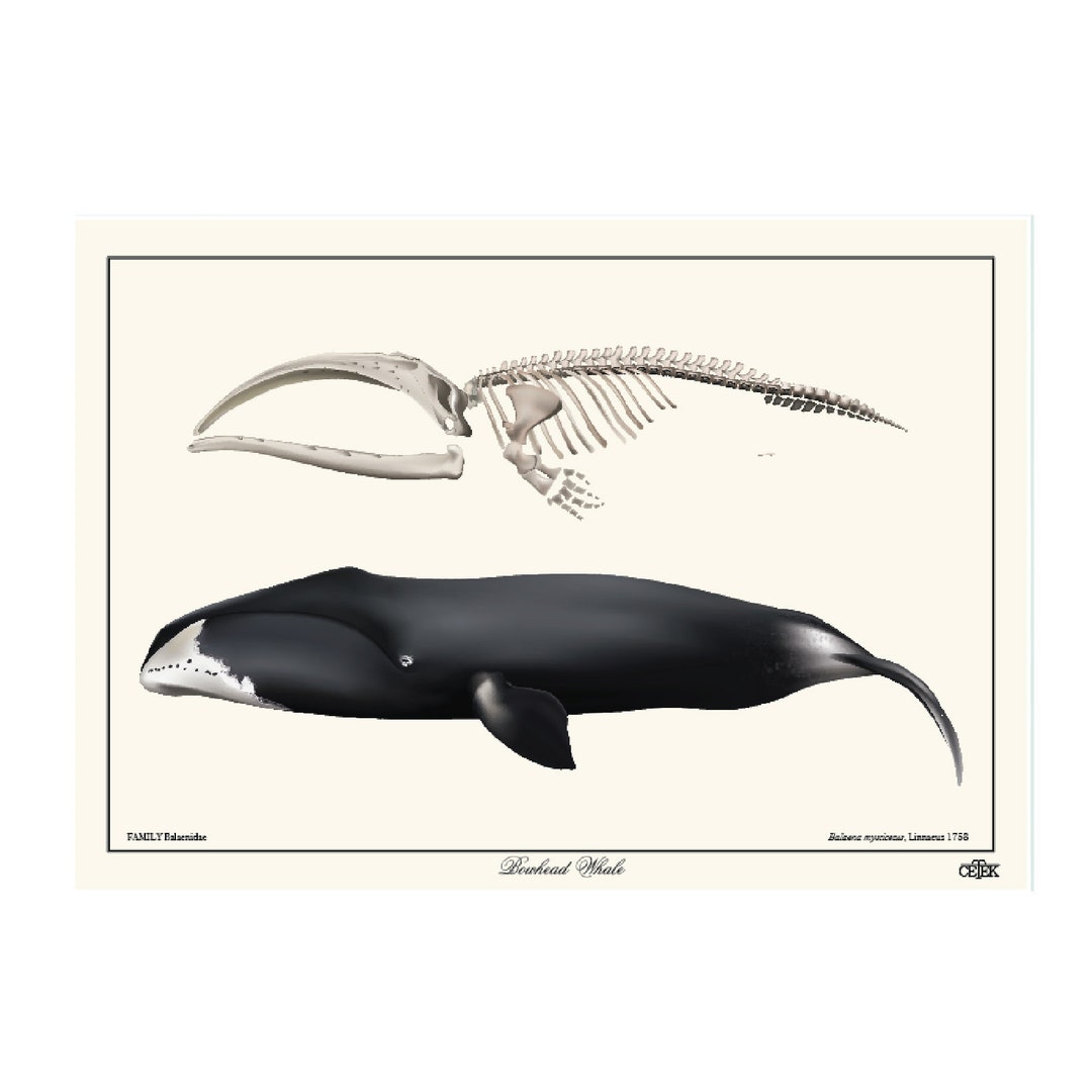 Bowhead Whale Skeleton and Adult Art Print - Etsy